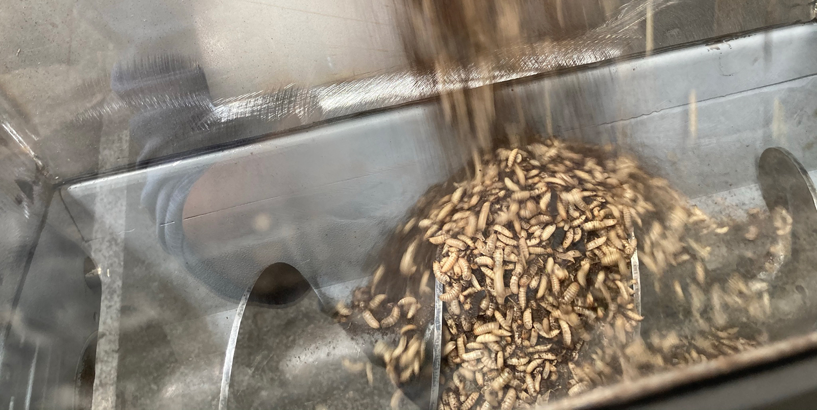 Insect farming as an alternative for protein
